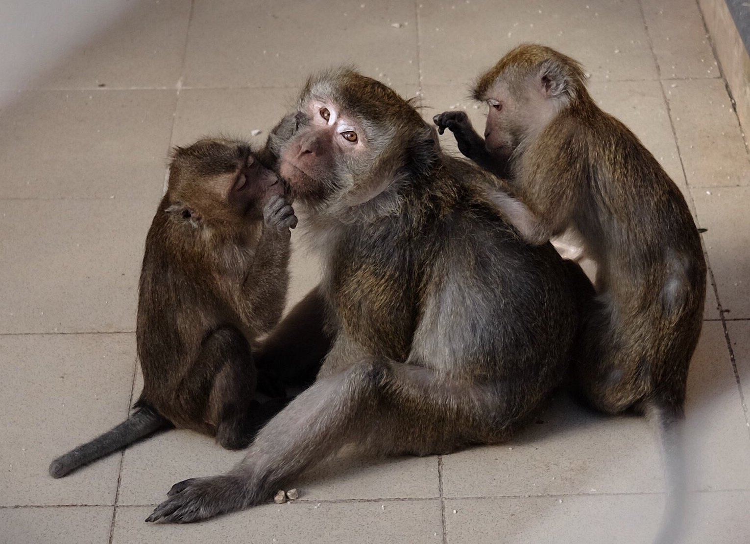 Sukhum/i monkey nursery, JAMnews