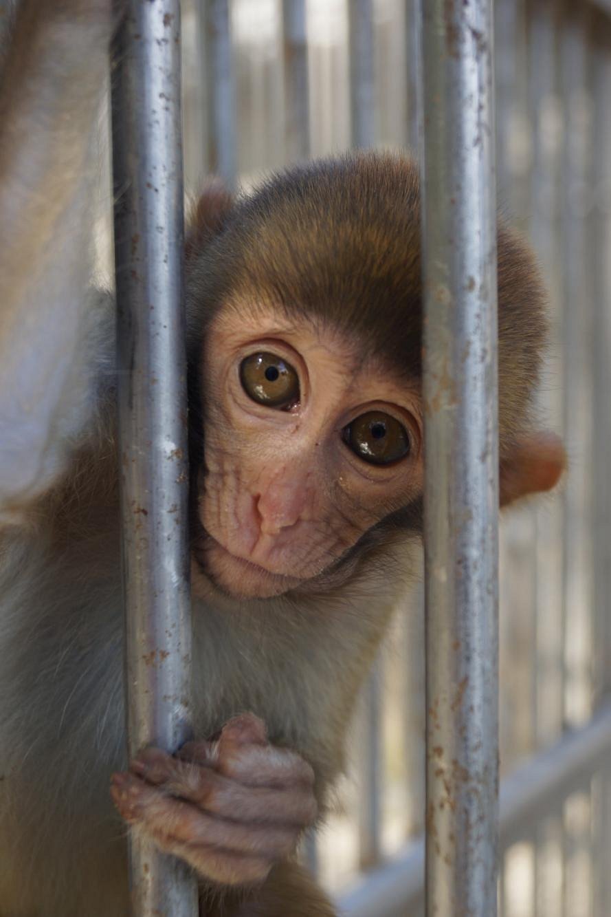 Sukhum/i monkey nursery, JAMnews