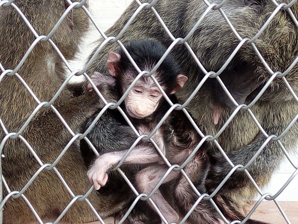 Sukhum/i monkey nursery, JAMnews